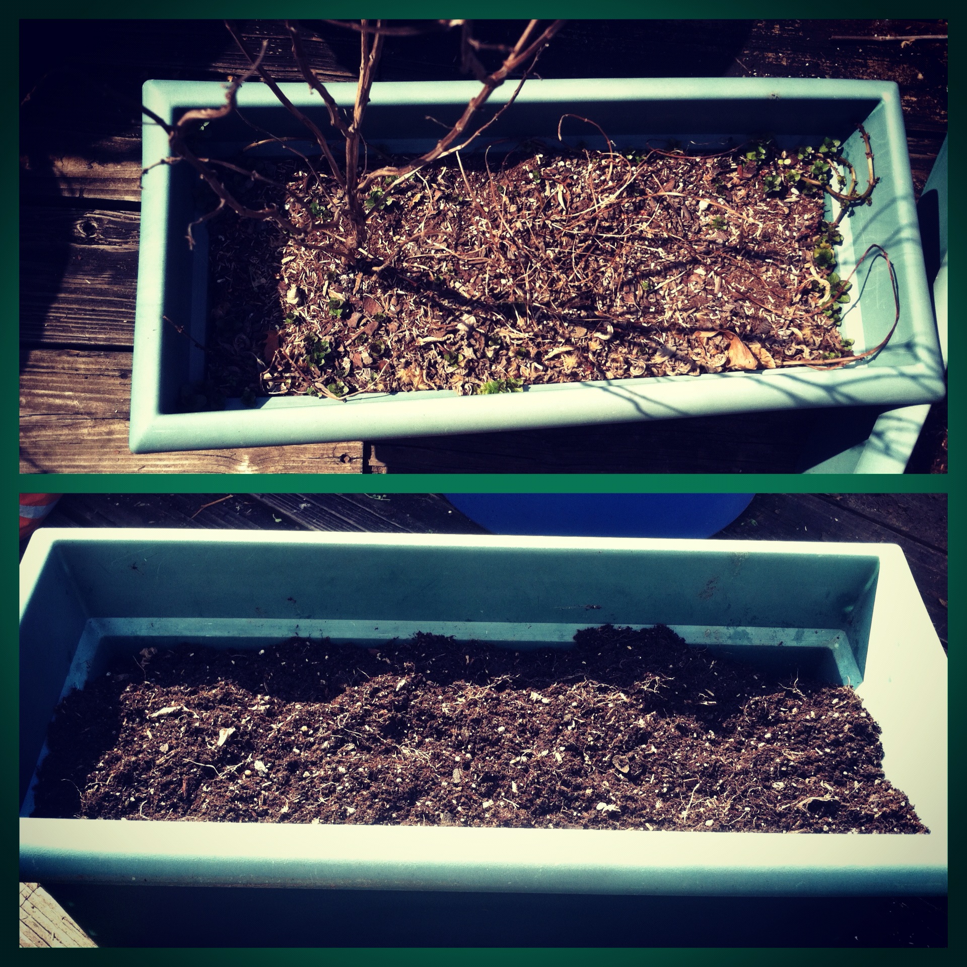 Starting your Container Garden: Tips for Urban Dummies – Green Philly