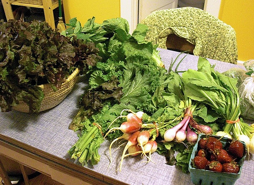 CSA Adventures: Why Should You Join? – Green Philly