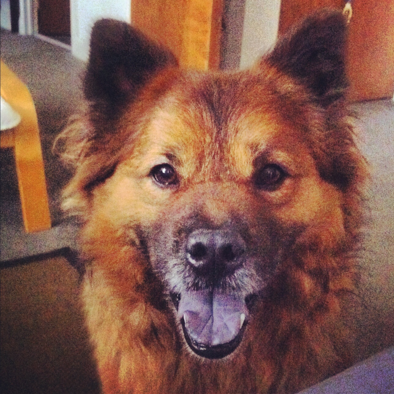 8 Easy & Amazing Ways to Green Your Dog – Green Philly