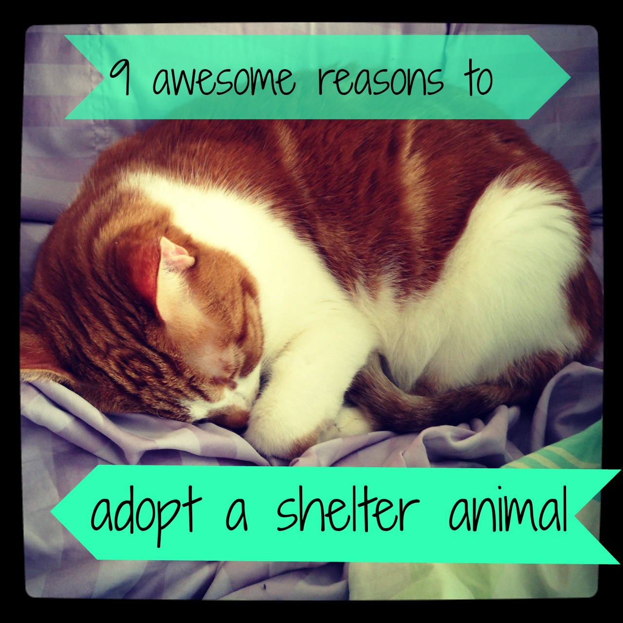 9 Awesome Reasons You Should Adopt a Shelter Animal – Green Philly