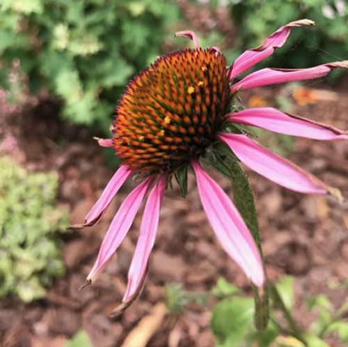 8 Plants in Northeast To Help Save Pollinators: Bees, Butterflies ...