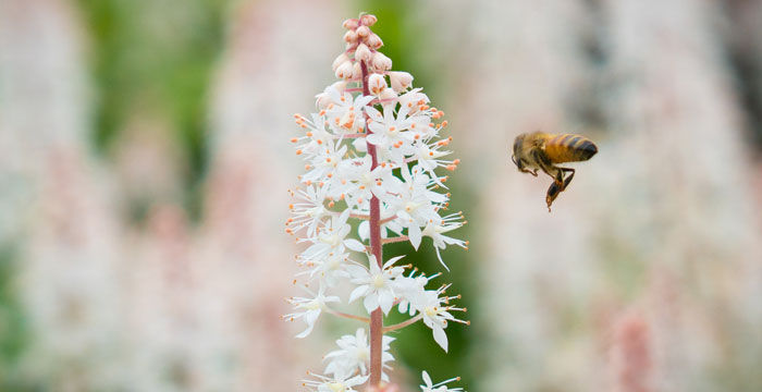8 Plants in Northeast To Help Save Pollinators: Bees, Butterflies ...