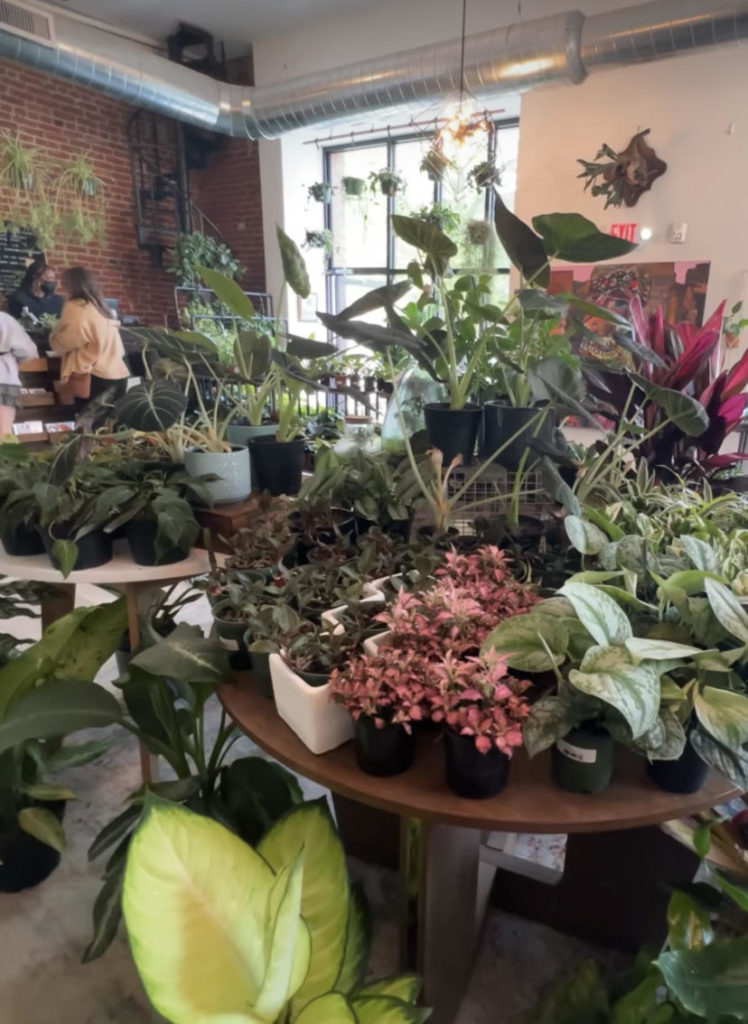 7 Philly Plant Shops to Find Your Next Favorite Plant – Green Philly