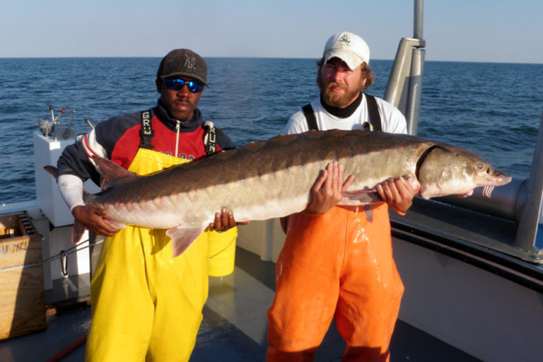 The Plight of the Atlantic Sturgeon: Can these prehistoric fish make a ...