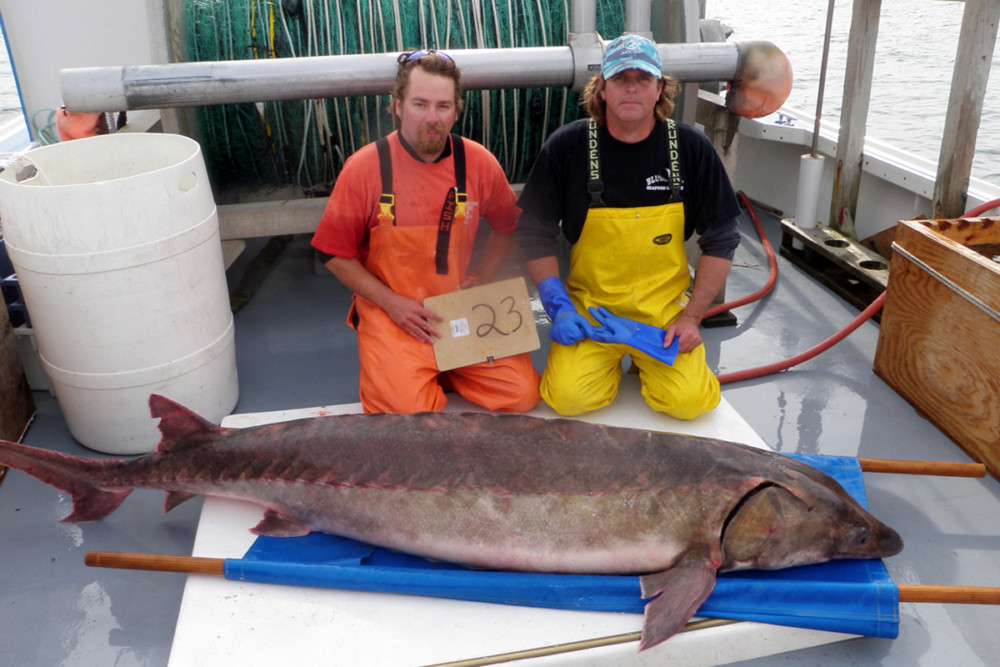 The Plight of the Atlantic Sturgeon: Can these prehistoric fish make a ...
