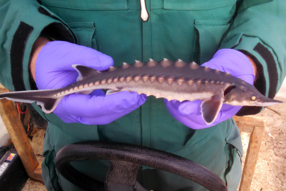 The Plight of the Atlantic Sturgeon: Can these prehistoric fish make a ...