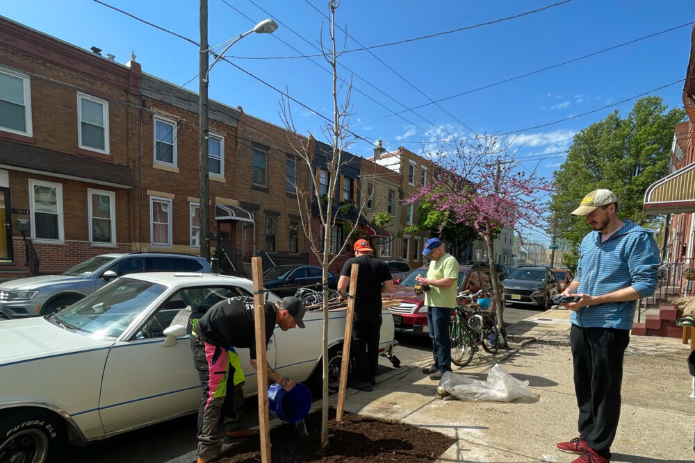 Eco-explainer: How to apply for a free tree in Philadelphia – Green Philly