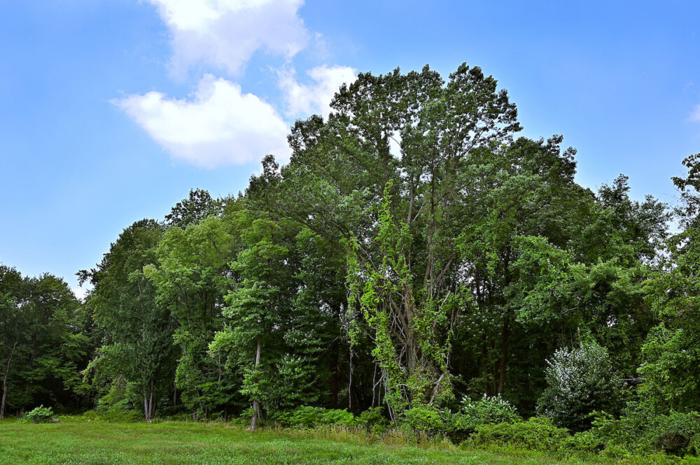 Schuylkill Center secures 24 Acres of green space in Upper Roxborough ...