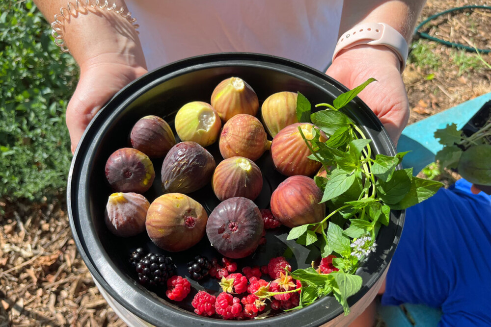 Feeding the Soul and the Community: Lower Moyamensing’s Urban Oasis ...