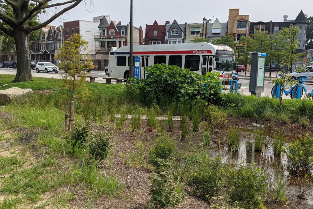 Native plants and the future of our drinking water – Green Philly
